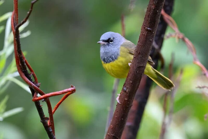 Denver: Birding Basics and Beyond - Who Will Love This Tour?