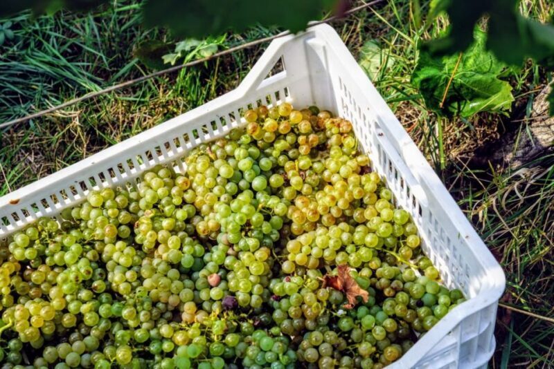 Desenzano: Lugana Wine-Tasting and Vineyard Tour - The Authentic Experience