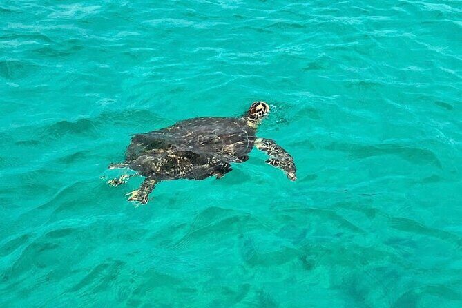 Destin Dolphin and Snorkeling Adventure Speedboat Tour - Final Thoughts