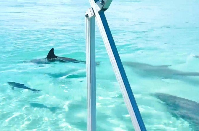 Destin Harbor Boat Ride and Dolphin Watching on the Hopper - Why This Experience Is a Great Choice