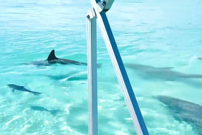 Destin Harbor Boat Ride and Dolphin Watching on the Hopper - FAQs