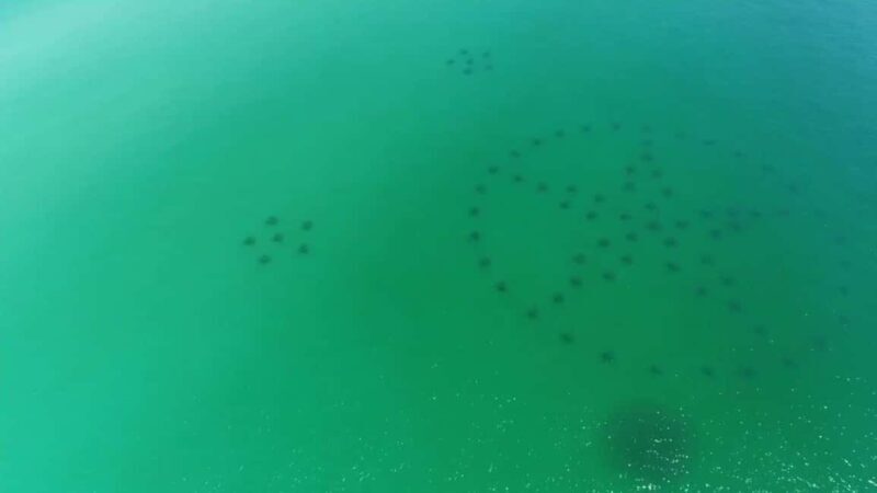 Destin: Reef Snorkeling Adventure - Overview of the Reef Snorkeling Adventure