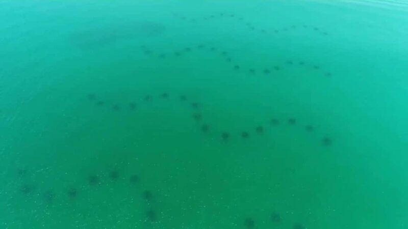 Destin: Reef Snorkeling Adventure - Who Would Love This Tour?