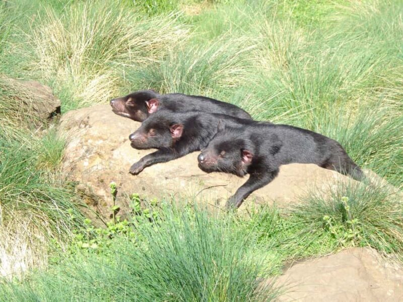 Devils at Cradle: Day Keeper Tour and Entry to Wildlife Park - Discovering Devils at Cradle: An In-Depth Review of the Day Keeper Tour and Wildlife Park Entry