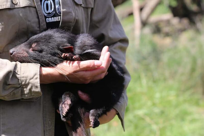 Devils at Cradle: Day Keeper Tour and Entry to Wildlife Park - An Authentic Encounter with Tasmania’s Wildlife