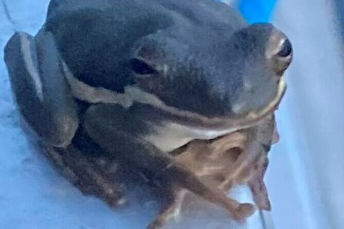 Devil's Swamp - Eco - Walking Tour - What to Expect on the Devil’s Swamp - Eco - Walking Tour