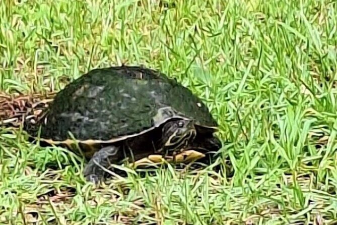 Devil's Swamp - Eco - Walking Tour - The Sum Up