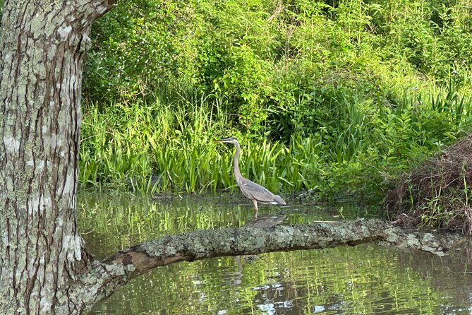 Devil's Swamp - Eco - Walking Tour - FAQ