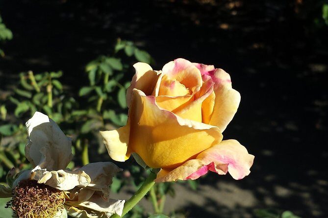 Dijon Signature Walk: Gothic Landmarks & Ducal Grandeur - The Sum Up