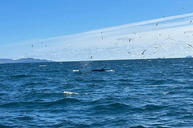 Dingle Boat Tours RIB Adventure Private - Practical Information and FAQ