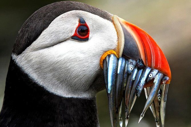 Dingle Boat Tours Wildlife RIB Adventure - Pricing and Value