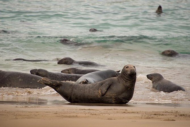 Dingle to Blasket Island Ferry - FAQs