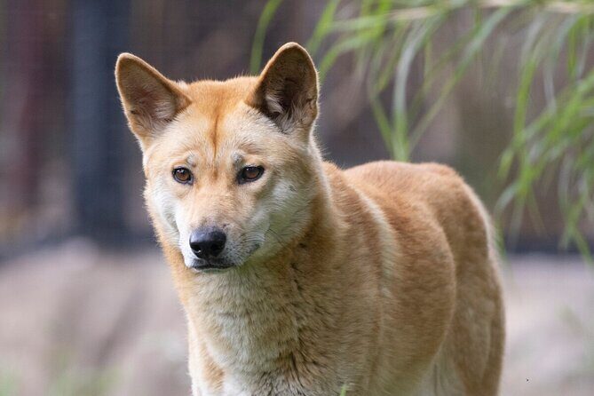 Dingo Experience at Healesville Sanctuary - excl. entry - Introduction