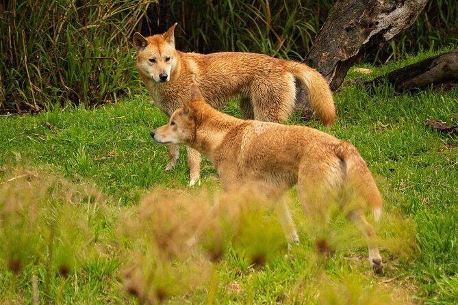 Dingo Experience at Healesville Sanctuary - excl. entry - Key Points