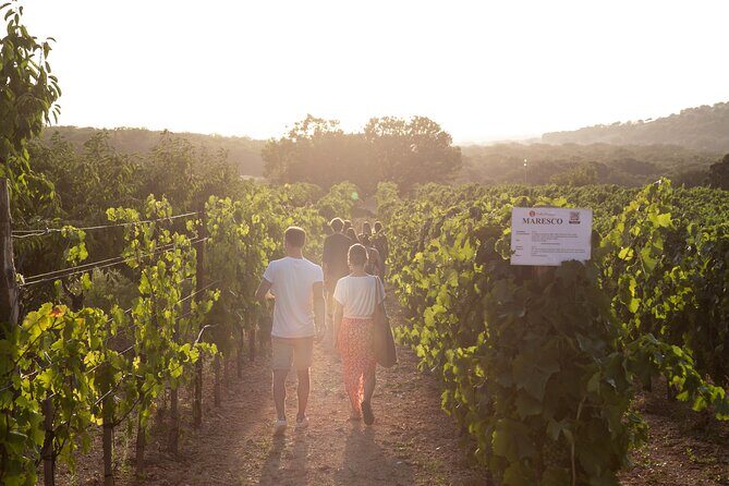 Dinner in the vineyard with wine tasting and walk - A Deep Dive into the Vineyard Dinner Experience