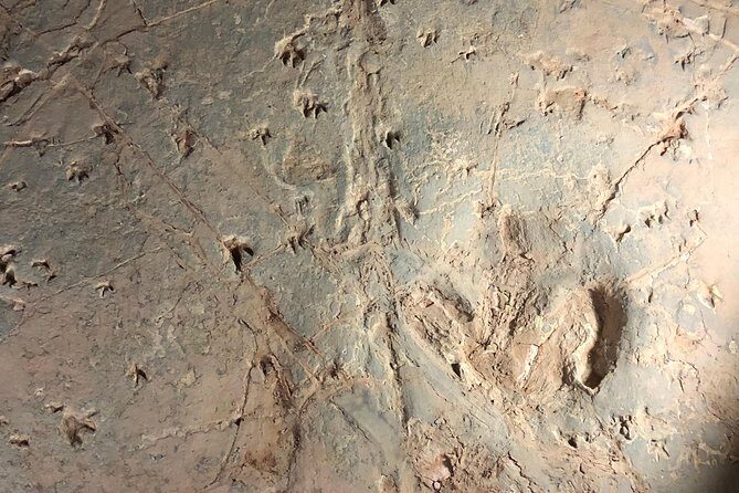 Dinosaur Stampede 3/4 Day Tour from Winton - Authenticity and Local Insights