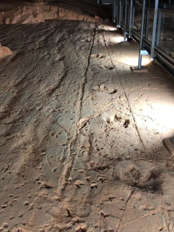 Dinosaur Stampede Half Day Tour - Dino Dash - Key Points