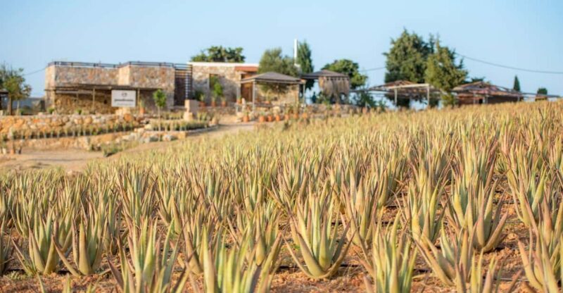 Discover Aloe: A Farm Walk & Workshop - An In-Depth Look at the Discover Aloe Experience