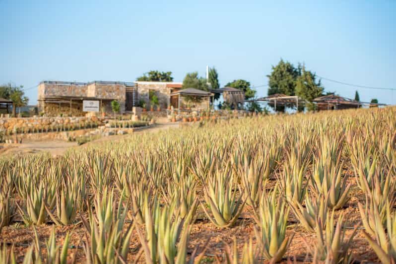 Discover Aloe: A Farm Walk & Workshop - The Setting and What to Expect