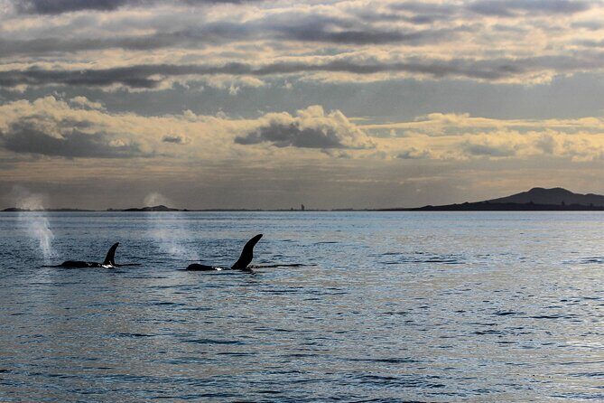 Discover Auckland City Tour: The City of Sails - Who Will Love This Tour?