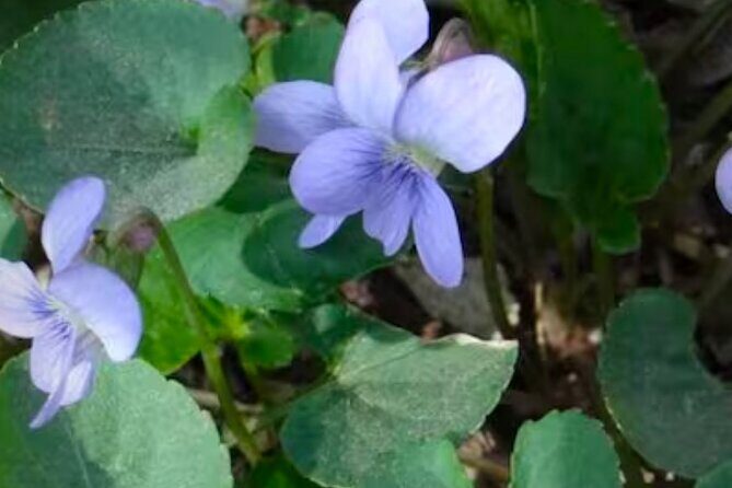 Discover Aurora Illinois Hiking Getaway - Discover Aurora Illinois Hiking Getaway: A Nature-Lover’s Dream