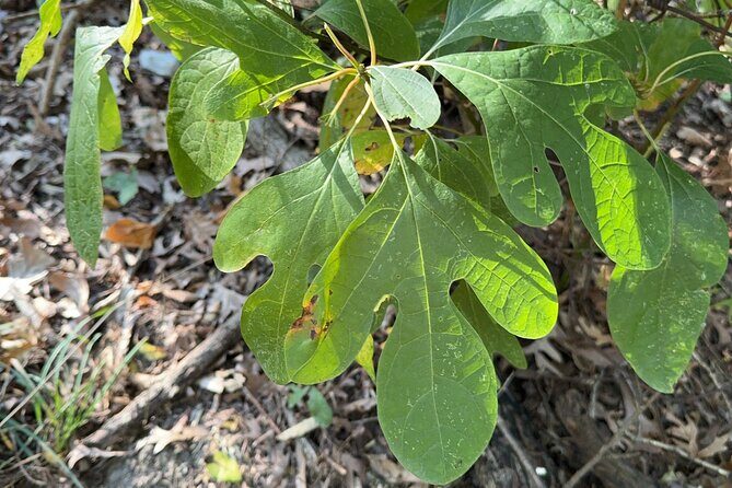 Discover Aurora Illinois Hiking Getaway - Key Points