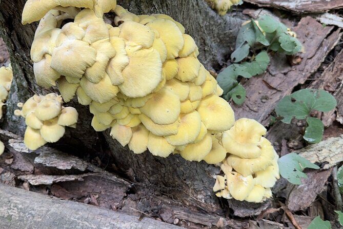 Discover Aurora Illinois Hiking Getaway - Frequently Asked Questions