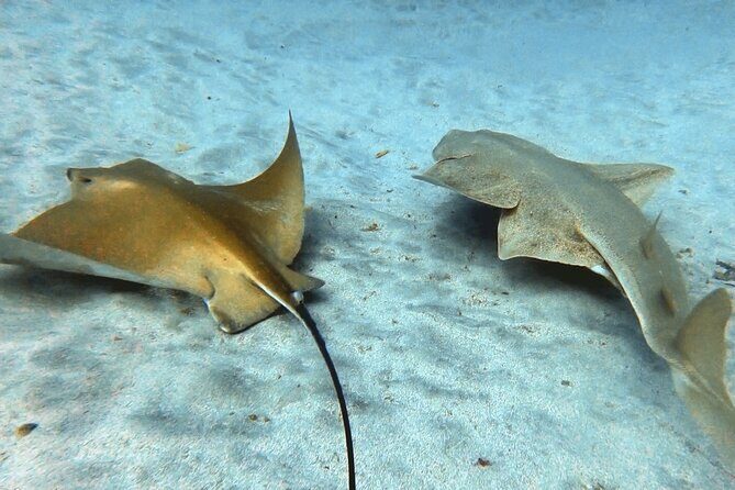 Discover beginner diving in Tenerife - FAQ