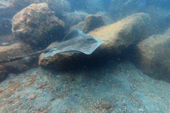 Discover beginner diving in Tenerife - Final Thoughts