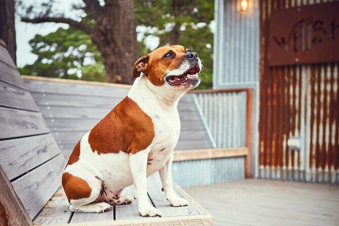 Discover Bellarine Wine, Cider and Craft Beer with Private Bus - Who Is This Tour Best For?