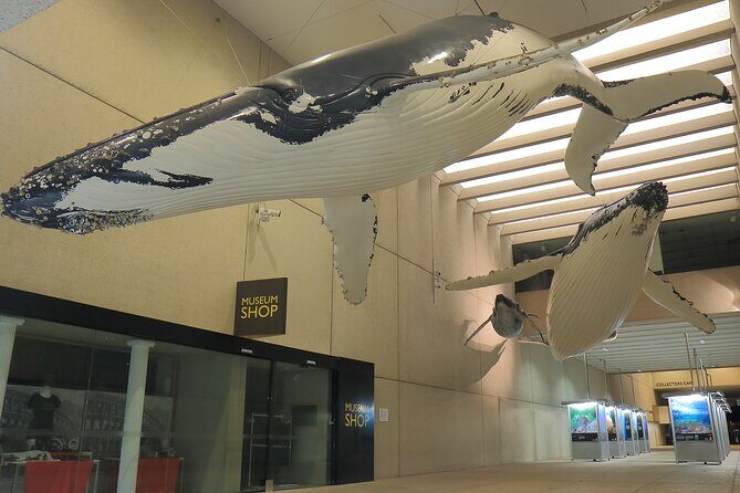 Discover Brisbane - Cultural - An In-Depth Look at the Experience