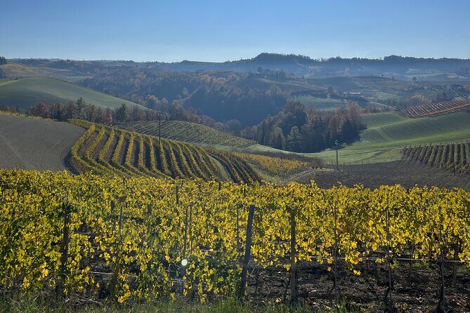 Discover Brunello Wines with DiWine Experience - Authentic Insights from Past Travelers