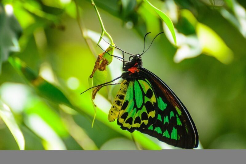 Discover Cairns: Cairns River Cruise & City Sights Tour - The Sum Up