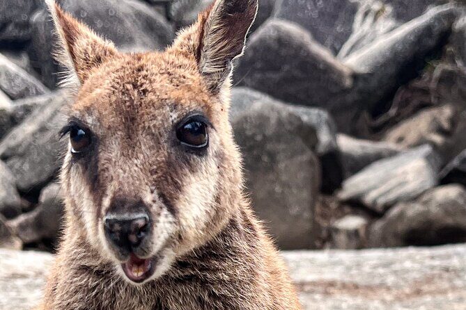 Discover Cairns Private Day tour with optional airport drop-off - FAQ