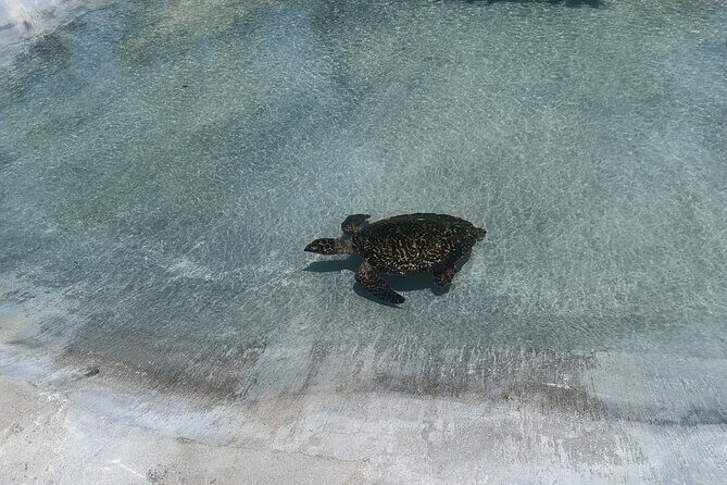 Discover Cascades & Turtle Experience with Yumi Tours - Price and Value for Money