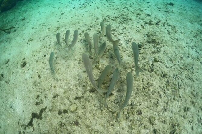 Discover Crystal River's Secrets with Private Boat Tour - Key Points