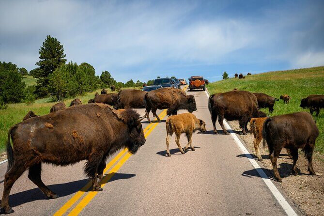 Discover Custer State Park A Self Guided Audio Driving Tour - Key Points
