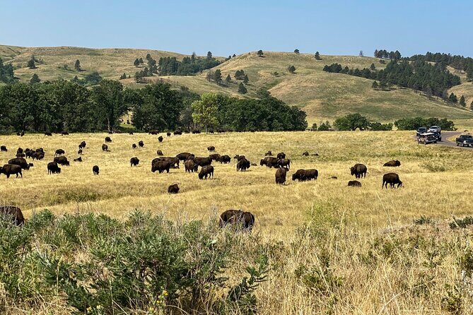 Discover Custer State Park A Self Guided Audio Driving Tour - The Sum Up
