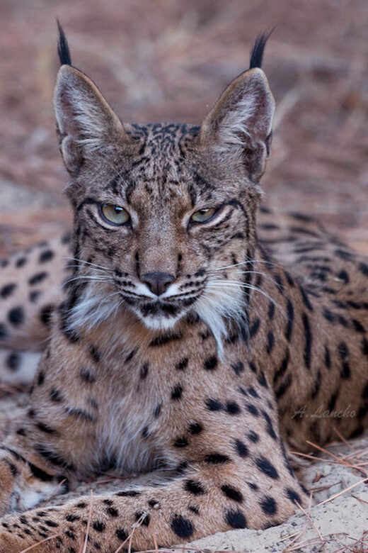 Discover Doñana & Iberian Lynx: Premium Nature Tour - Key Points