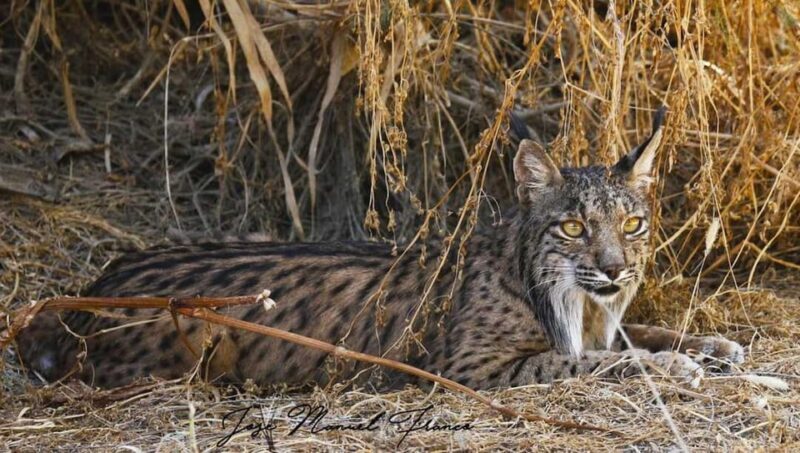 Discover Doñana & Iberian Lynx: Premium Nature Tour - An In-Depth Look at the Experience