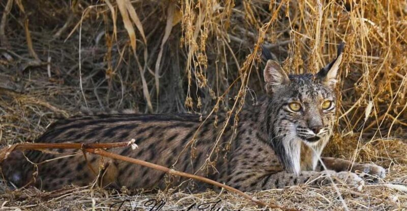 Discover Doñana & Iberian Lynx: Premium Nature Tour - Final Thoughts: Is It Worth It?