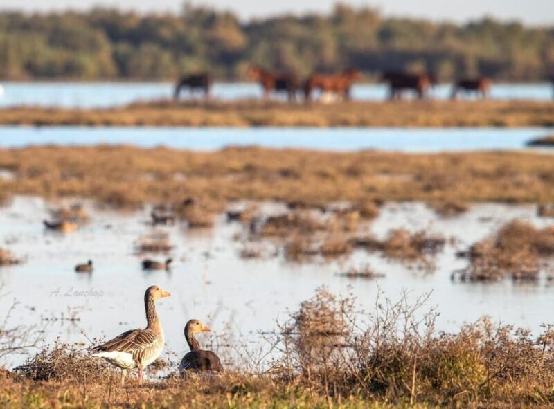 Discover Doñana & Iberian Lynx: Premium Nature Tour - FAQ