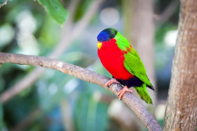 Discover Fijian Culture and Reptiles - Who Should Consider This Tour?