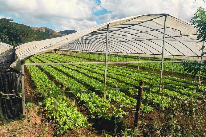 "Discover Fiji's Hidden Gems: Eco Park, Pottery Village & Dunes!" - A Full Day of Cultural and Natural Discoveries