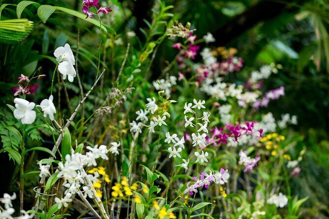 Discover Fiji's Key Attractions in Nadi for a Half-Day Visit - Exploring Nadi in Just Half a Day: A Detailed Review