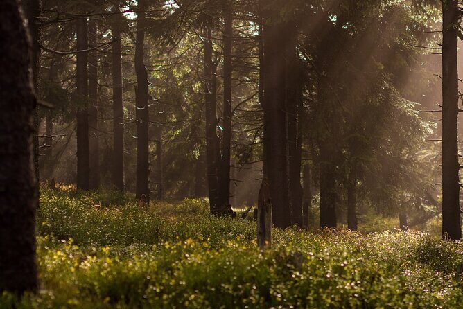 Discover Hiking Trails and a Convent in Desierto de los Leones - Journey to the Heart of Nature and History