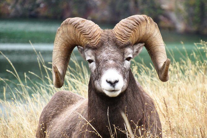 Discover Jasper and its Wildlife - FAQ