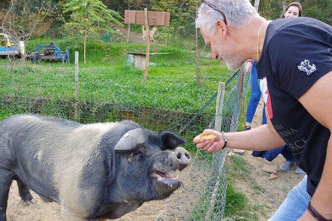 Discover Montepulciano: Cinta Senese Pigs, Lunch & wine in a Farm - The Sum Up