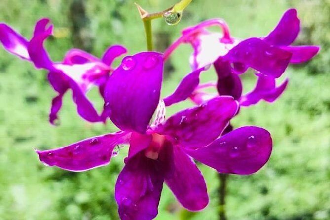 Discover Nadi Tour - What Travelers Love (and What to Consider)