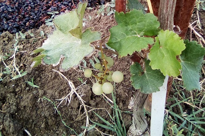 Discover Parma foods with Laura - Who Would Love This Tour?